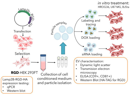 Internalisation of RGD-Engineered Extracellular Vesicles by ...