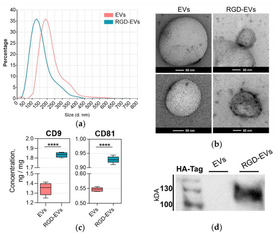 Internalisation of RGD-Engineered Extracellular Vesicles by ...