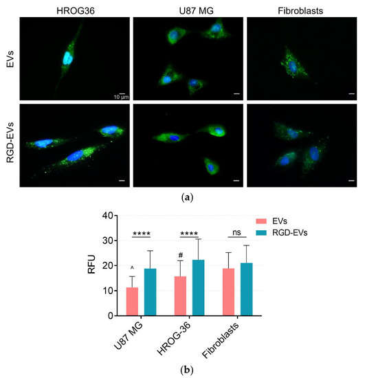 Internalisation of RGD-Engineered Extracellular Vesicles by ...