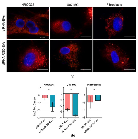 Internalisation of RGD-Engineered Extracellular Vesicles by ...