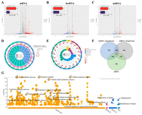 miR-381-3p Inhibits Intramuscular Fat Deposition through Targeting ...