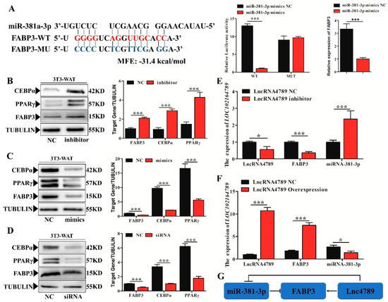 miR-381-3p Inhibits Intramuscular Fat Deposition through Targeting ...