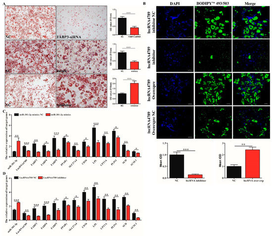 miR-381-3p Inhibits Intramuscular Fat Deposition through Targeting ...