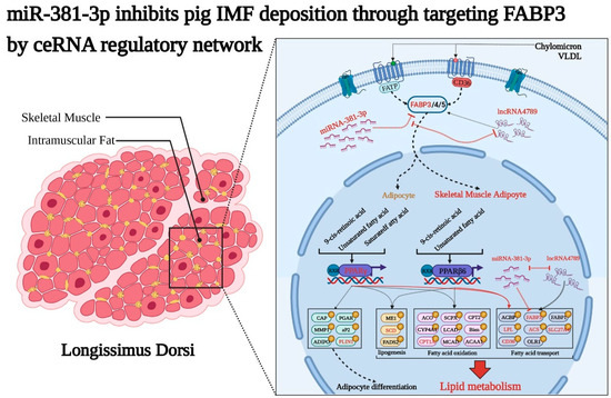 miR-381-3p Inhibits Intramuscular Fat Deposition through Targeting ...