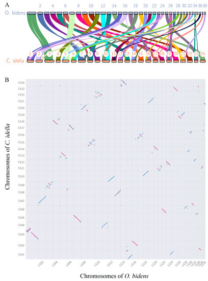 Chromosome-Level Assembly of Male Opsariichthys bidens Genome Provides ...