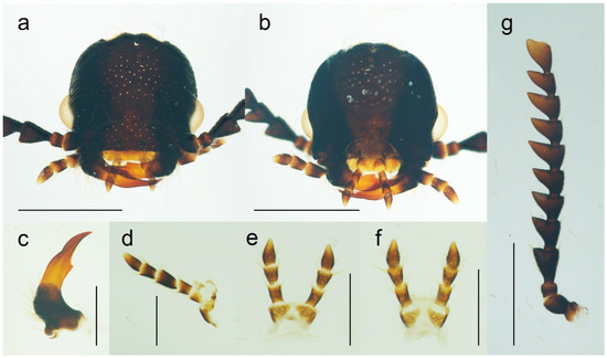 Diversity of the Paedomorphic Snail-Eating Click-Beetle Genus ...