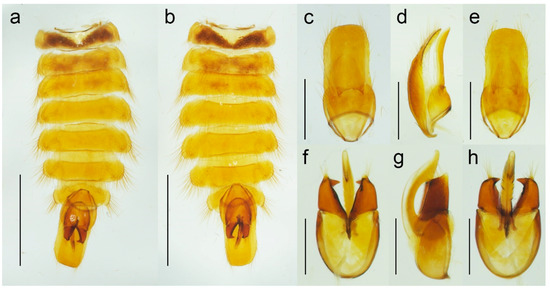 Diversity of the Paedomorphic Snail-Eating Click-Beetle Genus ...