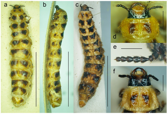 Diversity of the Paedomorphic Snail-Eating Click-Beetle Genus ...