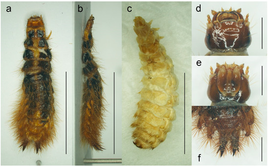 Diversity of the Paedomorphic Snail-Eating Click-Beetle Genus ...