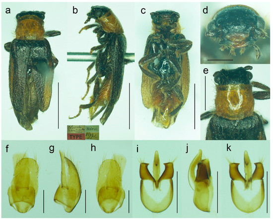 Diversity of the Paedomorphic Snail-Eating Click-Beetle Genus ...