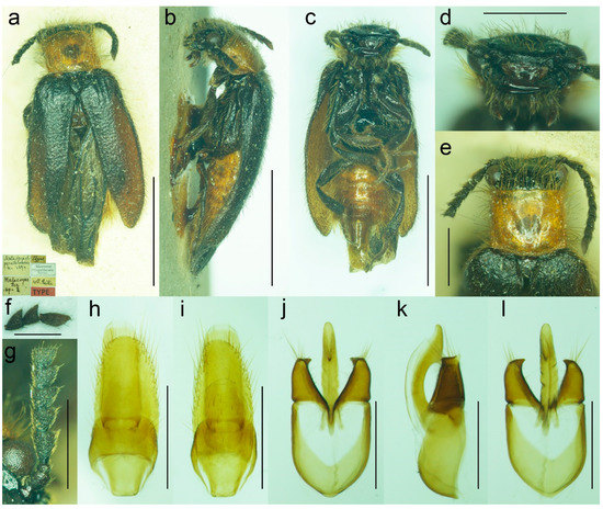Diversity of the Paedomorphic Snail-Eating Click-Beetle Genus ...