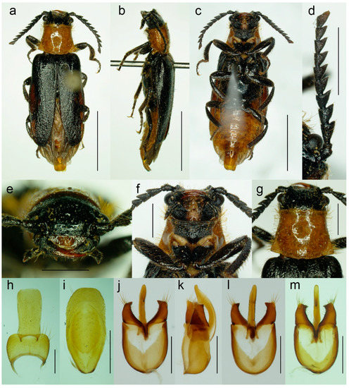 Diversity of the Paedomorphic Snail-Eating Click-Beetle Genus ...