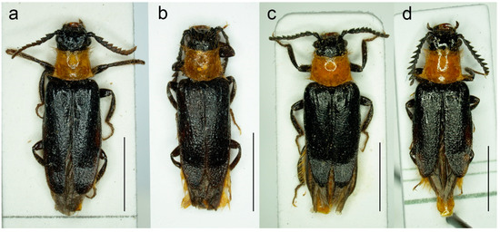 Diversity of the Paedomorphic Snail-Eating Click-Beetle Genus ...