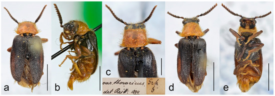 Diversity of the Paedomorphic Snail-Eating Click-Beetle Genus ...