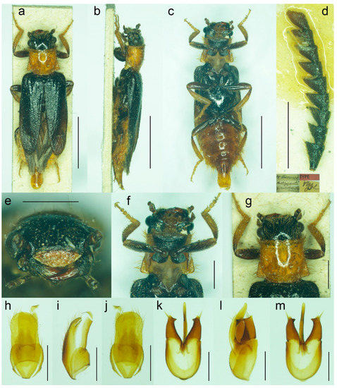 Diversity of the Paedomorphic Snail-Eating Click-Beetle Genus ...