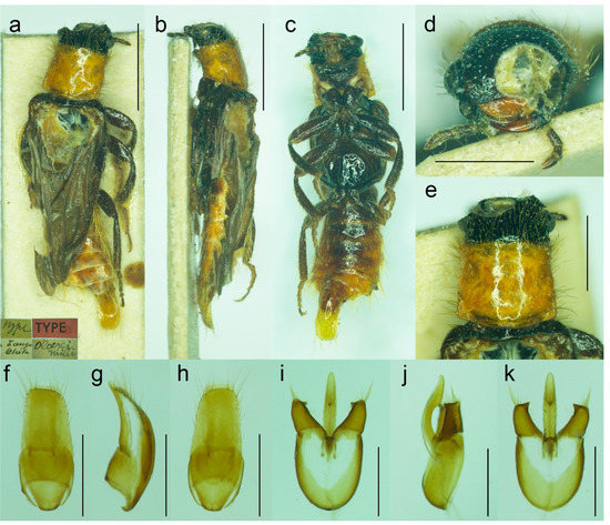 Diversity of the Paedomorphic Snail-Eating Click-Beetle Genus ...