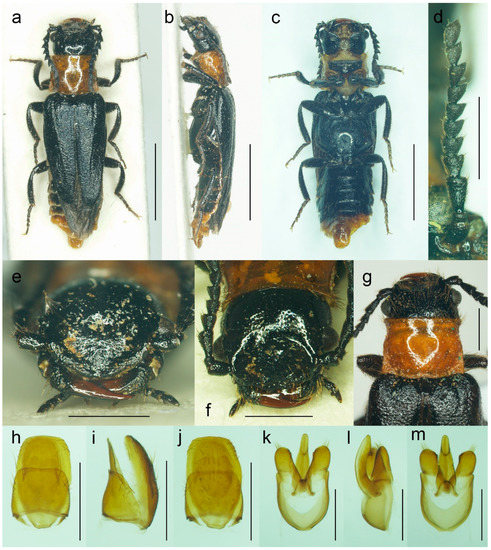 Diversity of the Paedomorphic Snail-Eating Click-Beetle Genus ...