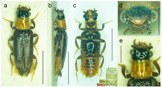 Diversity of the Paedomorphic Snail-Eating Click-Beetle Genus ...