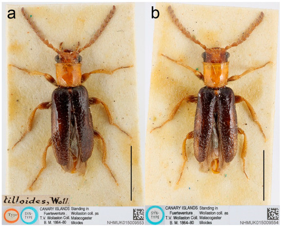 Diversity of the Paedomorphic Snail-Eating Click-Beetle Genus ...