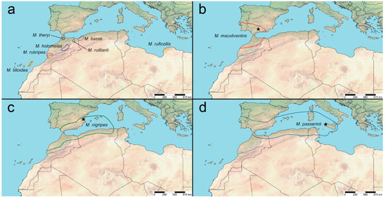 Diversity of the Paedomorphic Snail-Eating Click-Beetle Genus ...