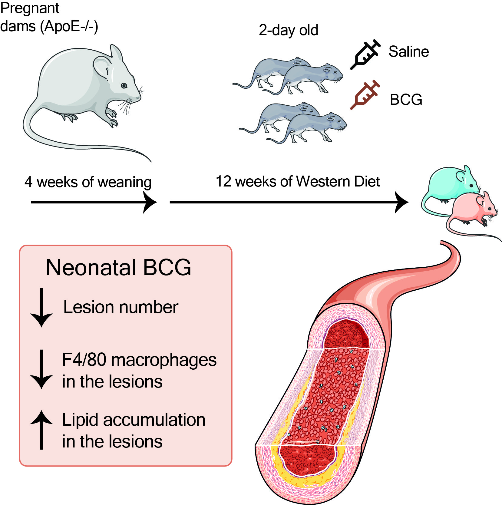 Biology | Free Full-Text | Neonatal Subcutaneous BCG Vaccination ...