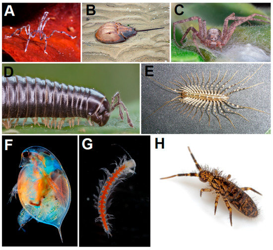 Was There a Cambrian Explosion on Land? The Case of Arthropod ...