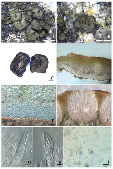 Two New Species and Two New Records of the Lichen-Forming Fungal Genus ...
