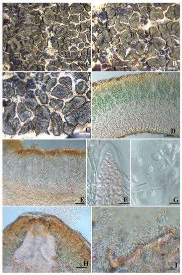Two New Species and Two New Records of the Lichen-Forming Fungal Genus ...