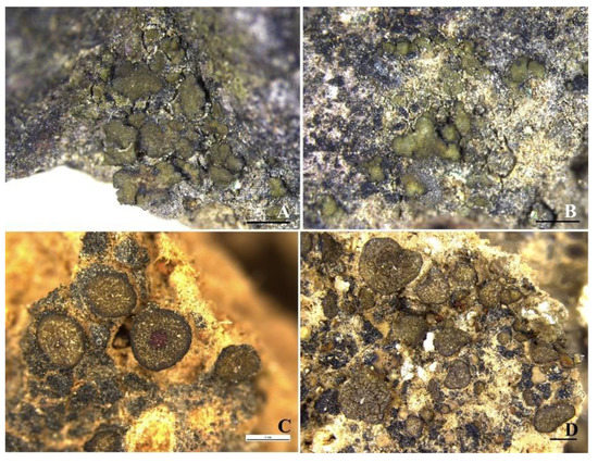 Two New Species and Two New Records of the Lichen-Forming Fungal Genus ...