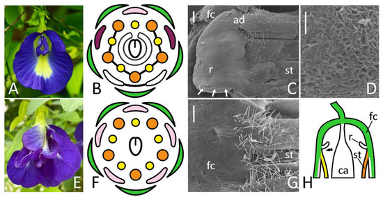 Phenotypes of Floral Nectaries in Developmental Mutants of Legumes and ...