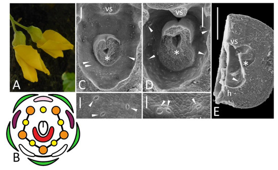 Phenotypes of Floral Nectaries in Developmental Mutants of Legumes and ...
