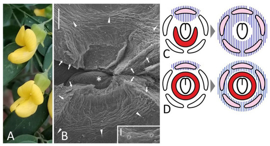 Phenotypes of Floral Nectaries in Developmental Mutants of Legumes and ...