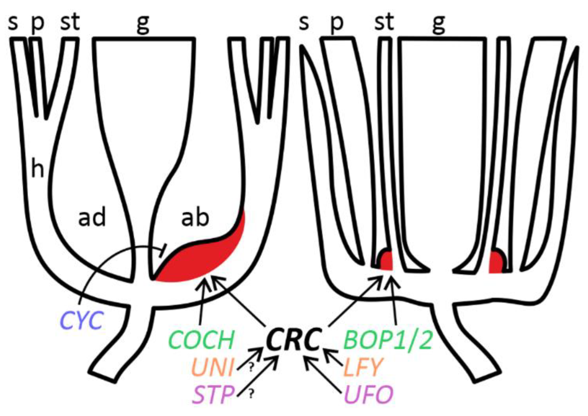 Phenotypes of Floral Nectaries in Developmental Mutants of Legumes and ...