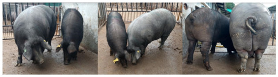 Biology | Free Full-Text | Obesity and Metabolic Traits after High-Fat ...