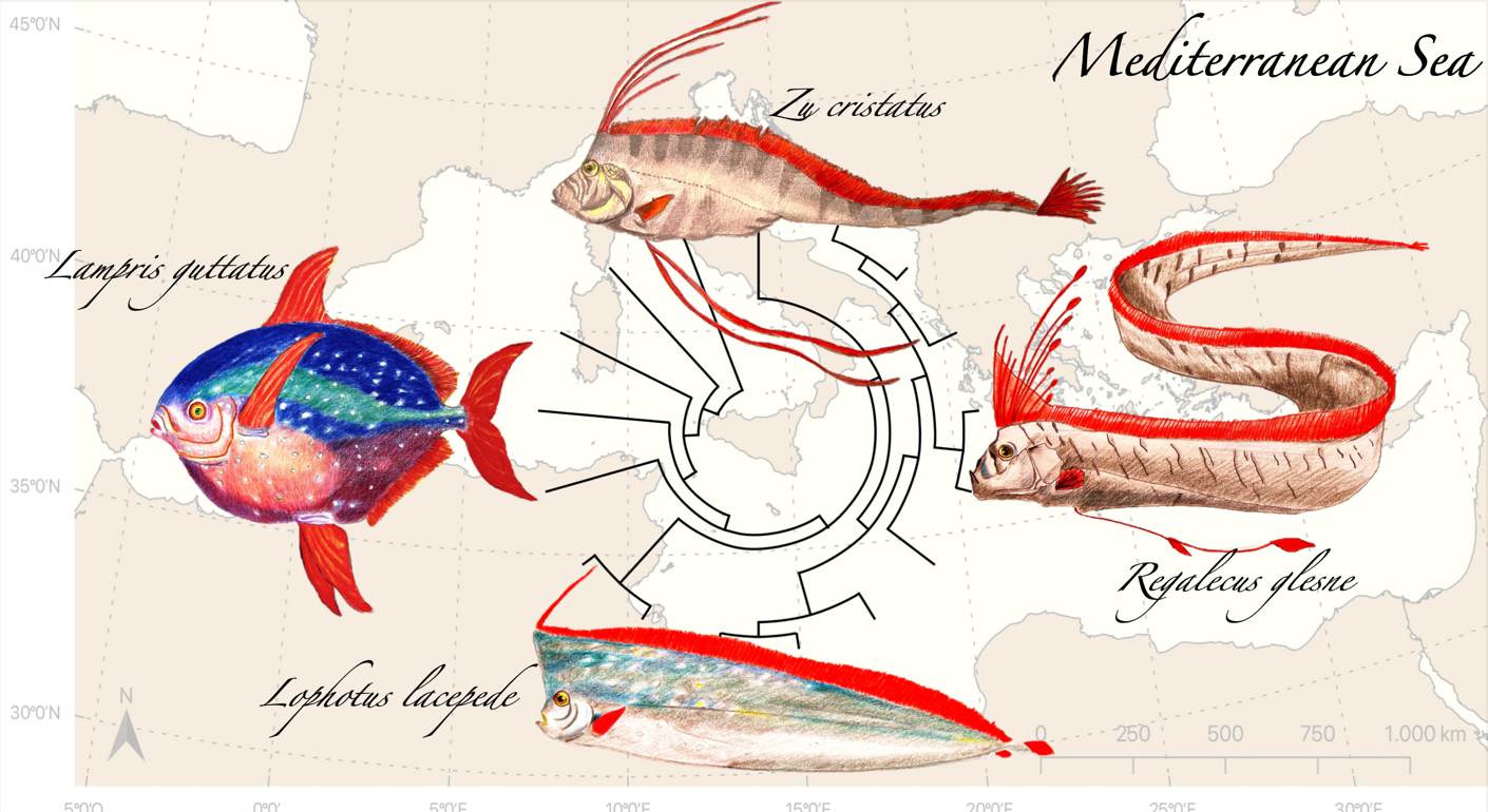 Biology | Free Full-Text | Distribution of the Order Lampriformes in ...