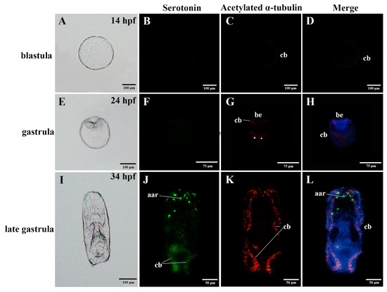 Nervous System Development and Neuropeptides Characterization in Embryo ...