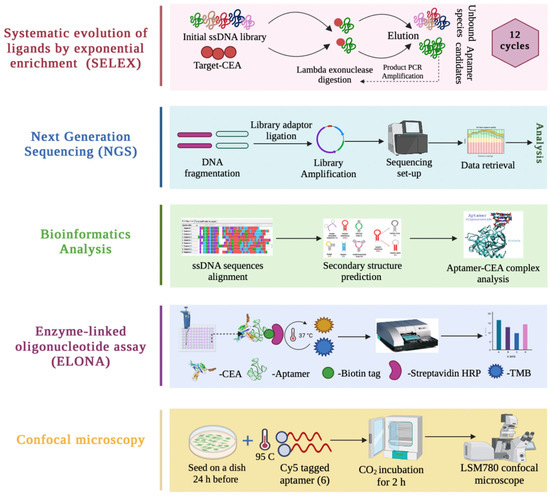 Biology | Free Full-Text | A Novel ssDNA Aptamer Targeting ...