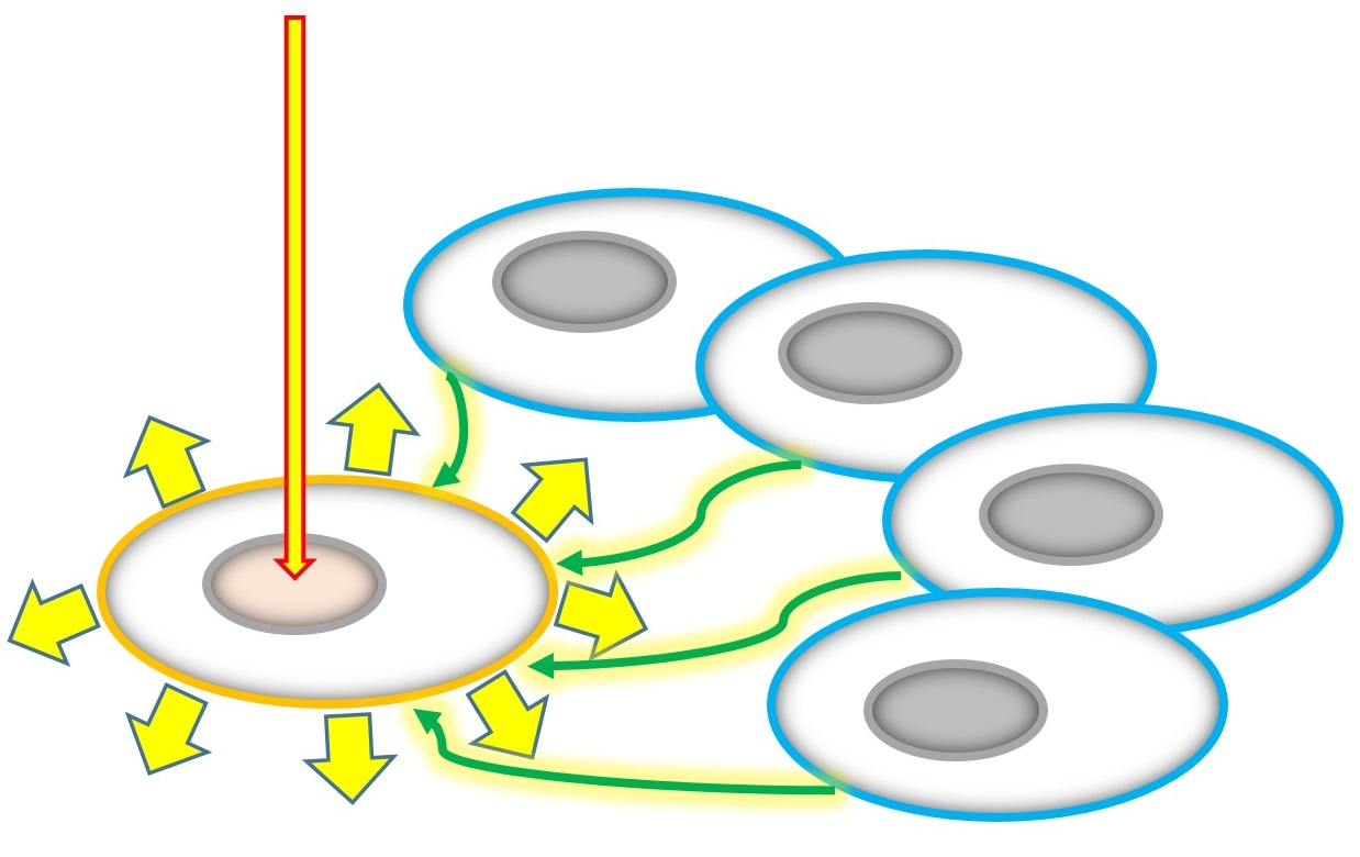 Biology | Free Full-Text | Radiation-Induced Rescue Effect: Insights ...