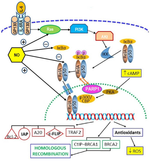Biology | Free Full-Text | Radiation-Induced Rescue Effect: Insights ...