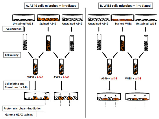 Biology | Free Full-Text | Radiation-Induced Rescue Effect: Insights ...
