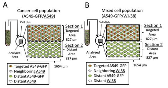 Biology | Free Full-Text | Radiation-Induced Rescue Effect: Insights ...