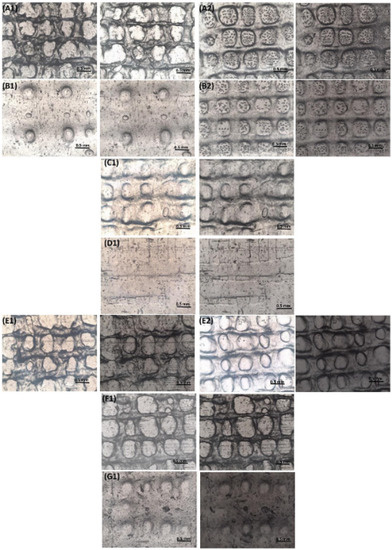 3D-Printed Hybrid Collagen/GelMA Hydrogels for Tissue Engineering ...