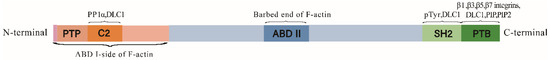 TNS1: Emerging Insights into Its Domain Function, Biological Roles, and ...