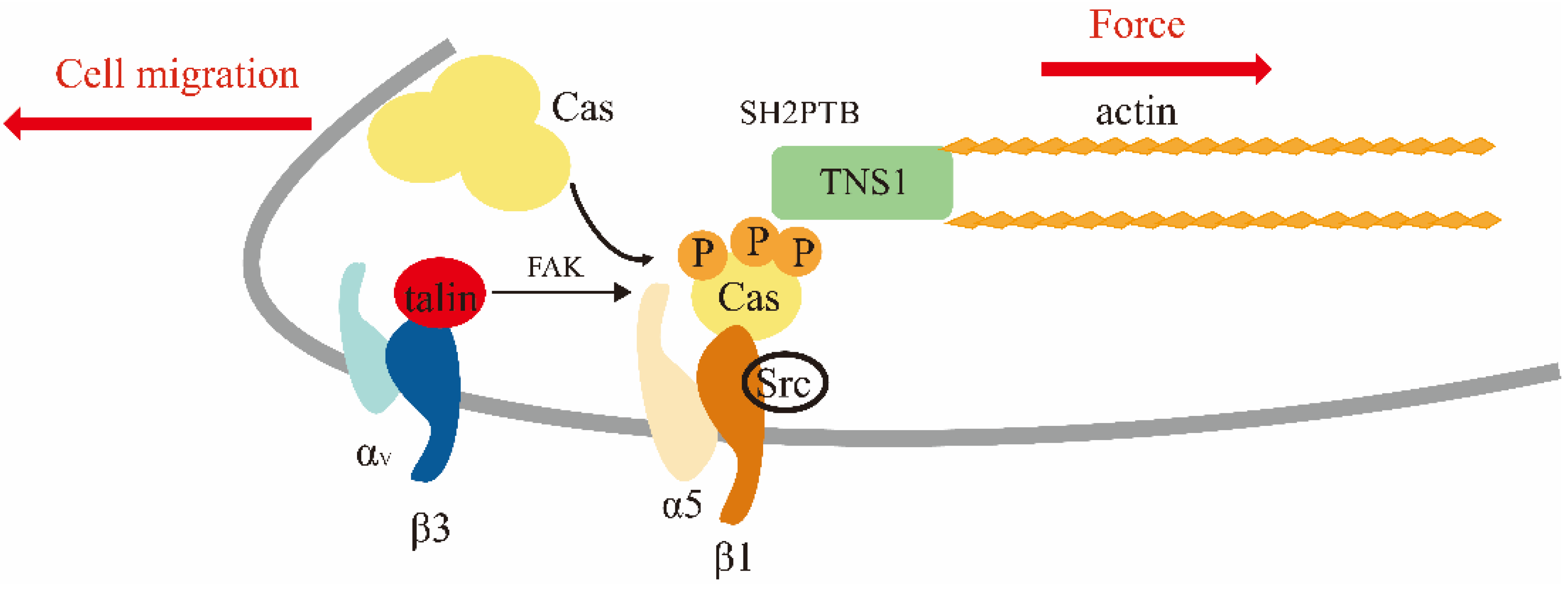 TNS1: Emerging Insights into Its Domain Function, Biological Roles, and ...