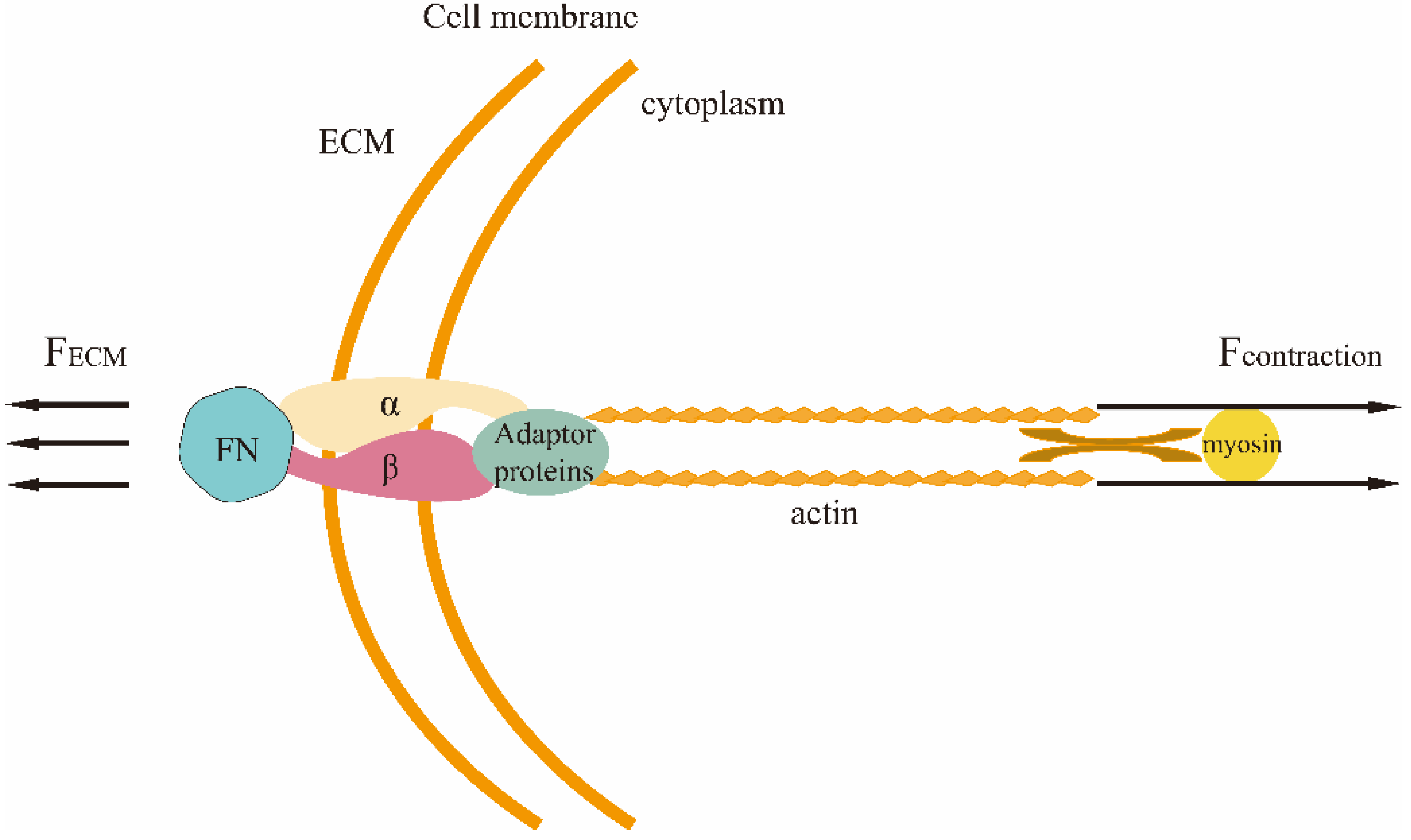 TNS1: Emerging Insights into Its Domain Function, Biological Roles, and ...