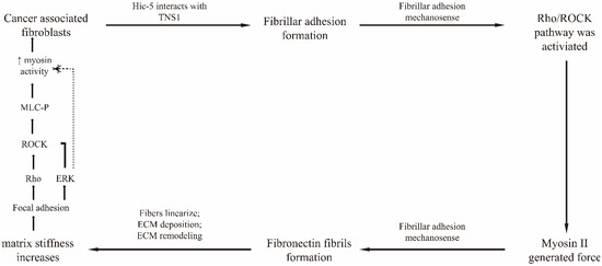 TNS1: Emerging Insights into Its Domain Function, Biological Roles, and ...
