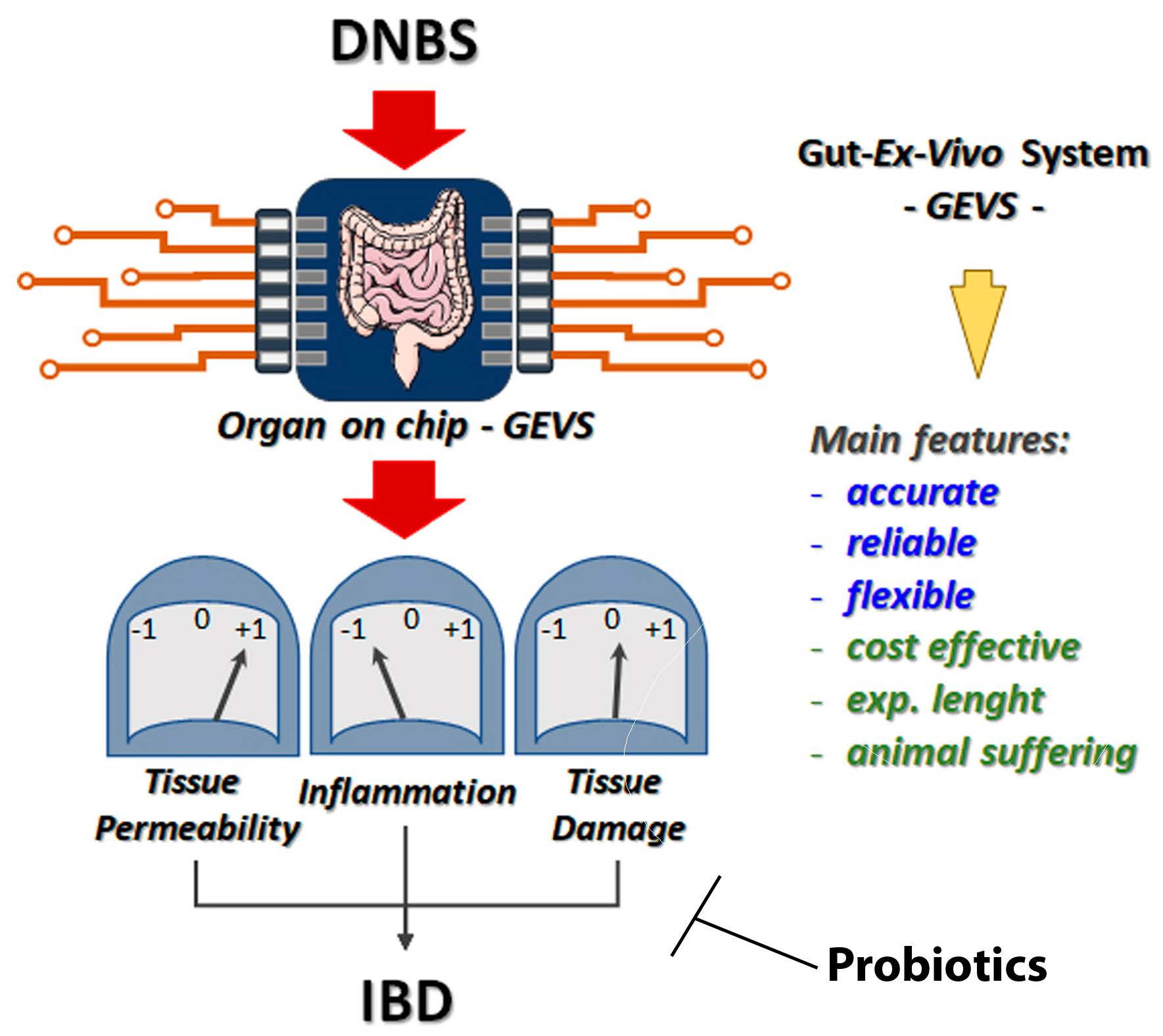 Biology | Free Full-Text | The Gut-Ex-Vivo System (GEVS) Is a Dynamic ...