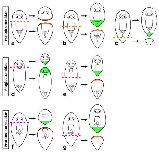 Do Not Lose Your Head over the Unequal Regeneration Capacity in ...