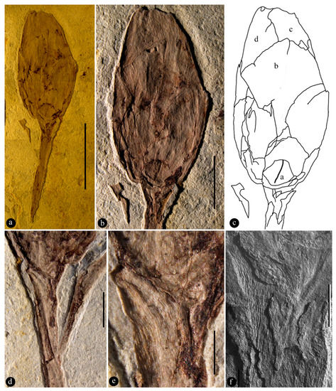 A Flower Bud from the Lower Cretaceous of China