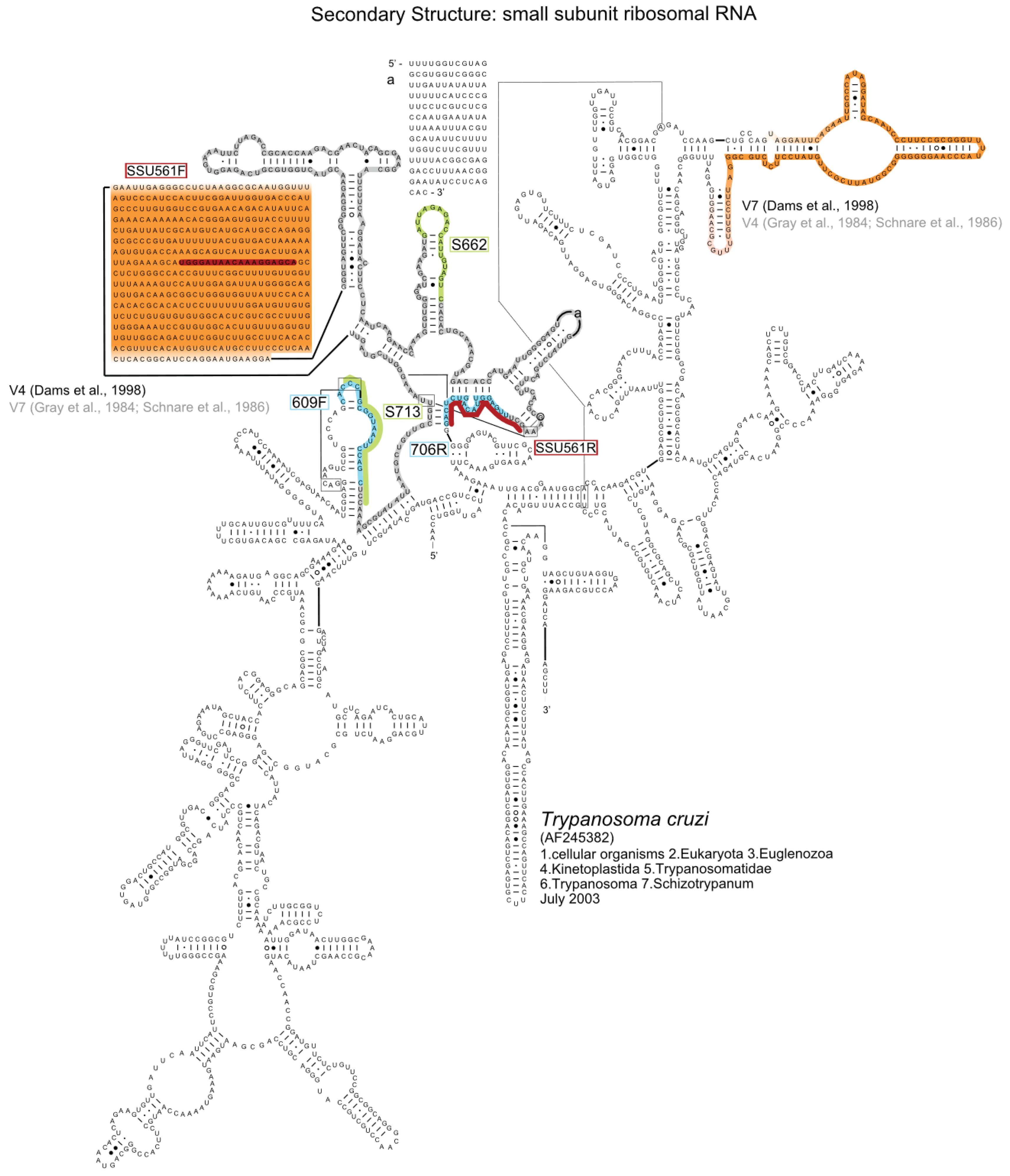 Biology | Free Full-Text | About the Analysis of 18S rDNA Sequence Data ...